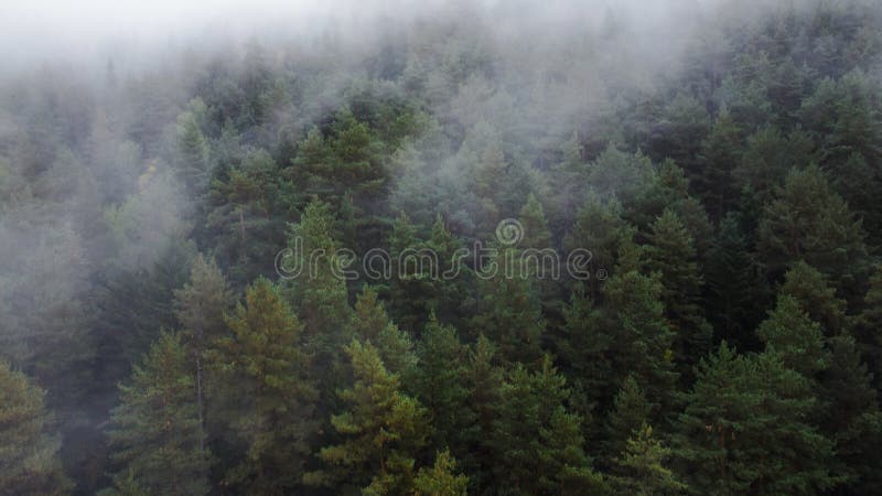 Flying Over the Forest in the Mountains with Floating Fog Stock Photo ...