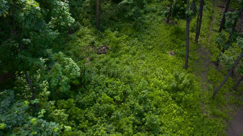 Flying Over the Lawn in the Forest Stock Footage - Video of flora, bush ...