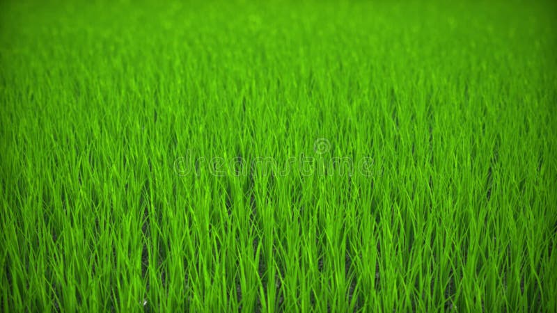 Flying Bee Over Bloomed Brier Stock Footage - Video of flower, motion ...