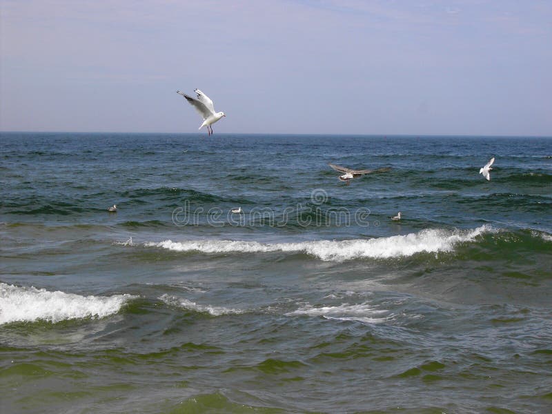 Flying over the sea stock image. Image of baltic, wave - 1981765