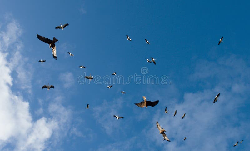 The Eagles are Chasing a Flock of Storks Stock Photo - Image of clouds ...