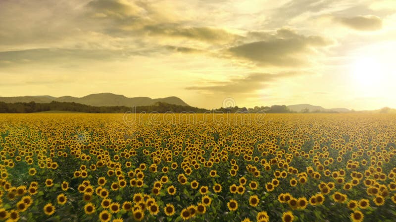 A Sunflower Field Under Dark Storm Clouds. Dramatic and Intense ...