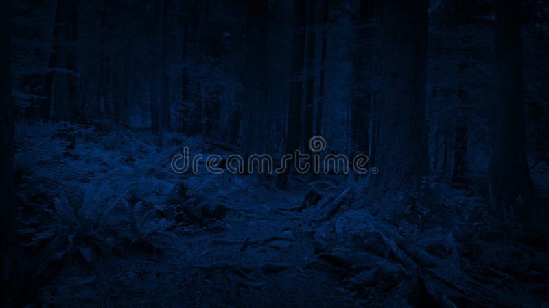 Gliding Over Forest Path in the Dark Stock Footage - Video of tracks ...