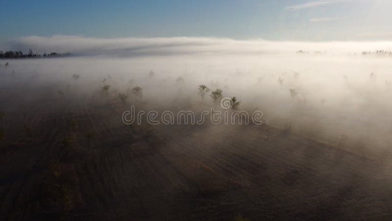 Flying Over the Trees in the Fog at Dawn Stock Image - Image of ...