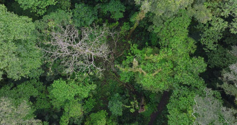 Flying Over Trees in the Rainforest Stock Footage - Video of ...