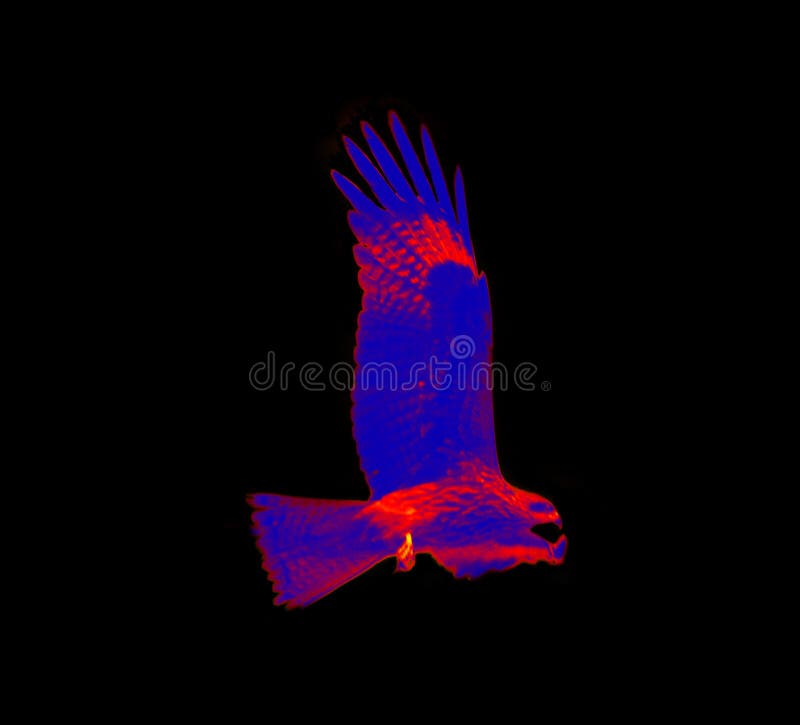 Infrared Owl Stock Photos - Free & Royalty-Free Stock Photos from ...