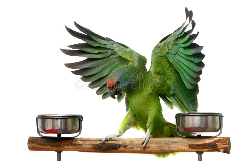 Flying parrot stock photo. Image of exotic, feather, pearch - 12863444