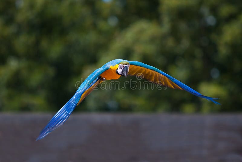 Bright ara parrot flying stock photo. Image of macaw - 19223986