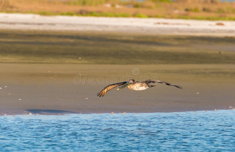 Flying Pelican over water stock image. Image of flight - 274514623