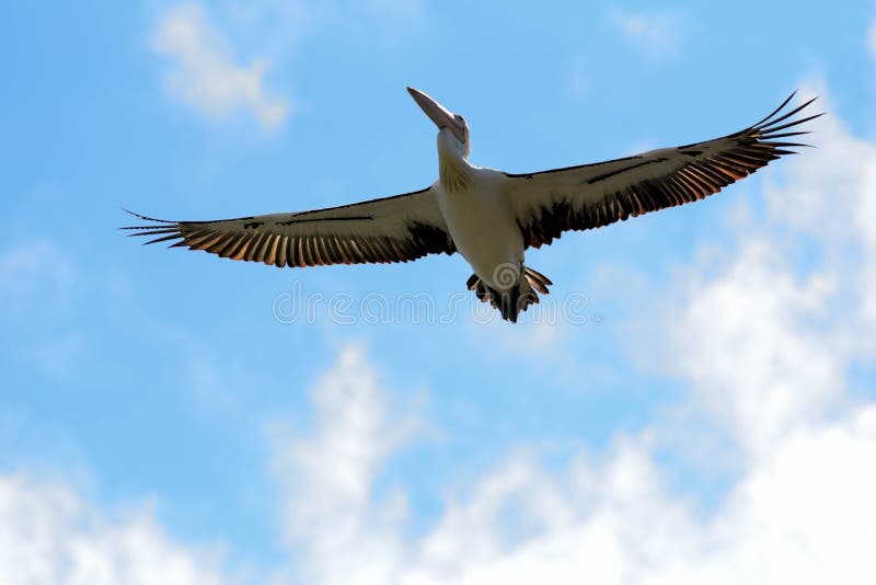 Flying Pelican in the sky stock image. Image of bird - 176535459