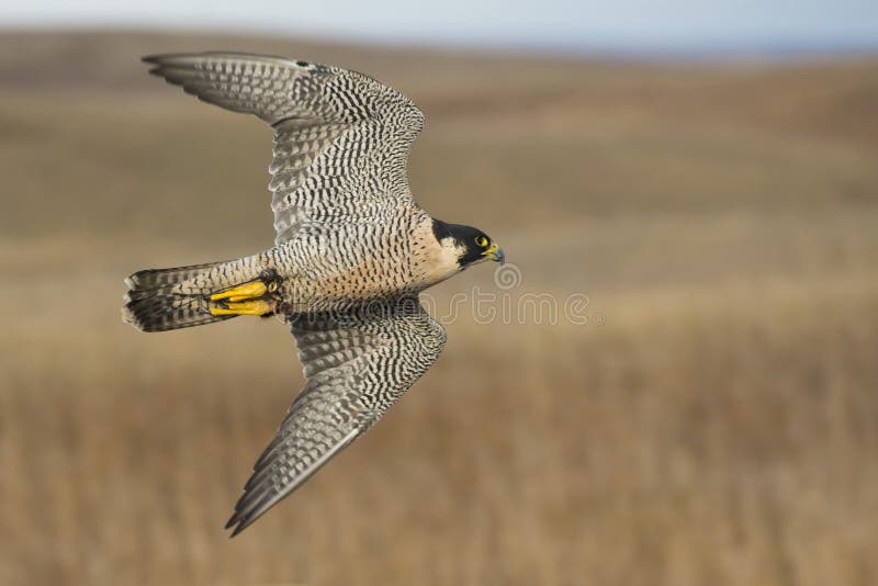 Flying Peregrine Falcon stock photo. Image of predator - 35547058