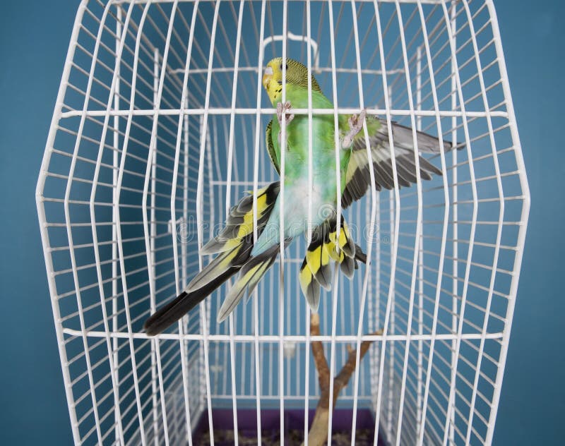Flying Pet Bird stock photo. Image of flying, parakeet - 25030612