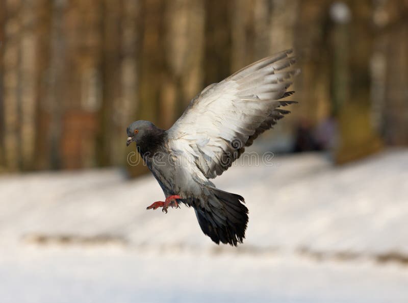 Flying pigeon stock photo. Image of nature, color, beauty - 17480158