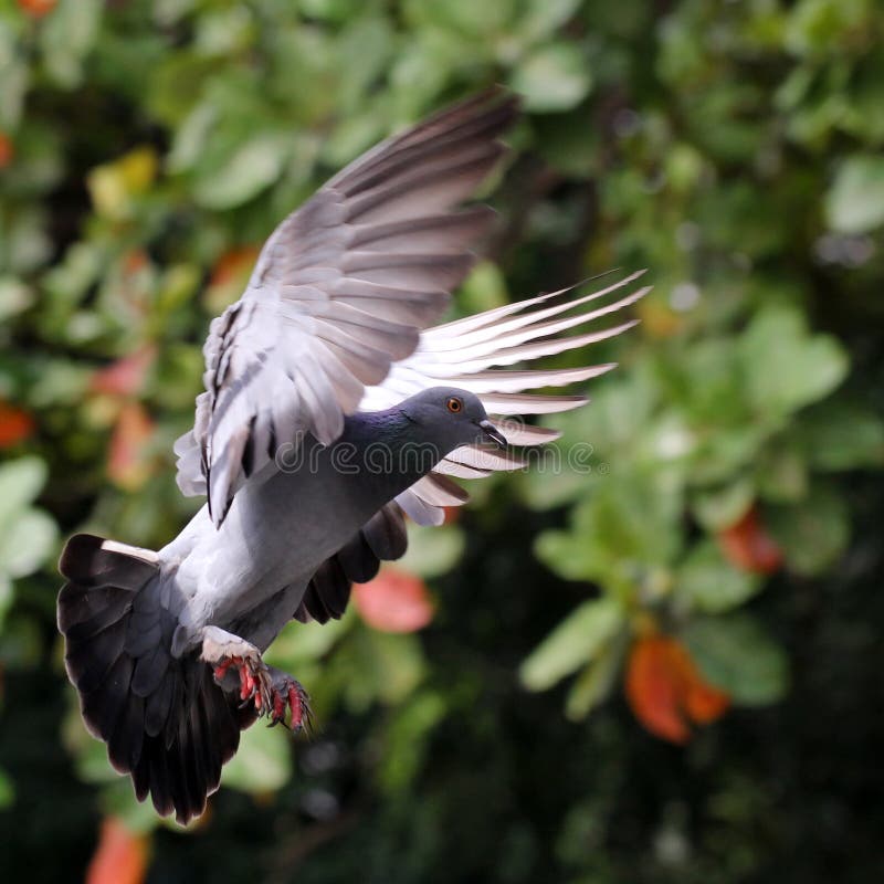 Flying pigeon stock photo. Image of outdoors, wild, animal - 38177508