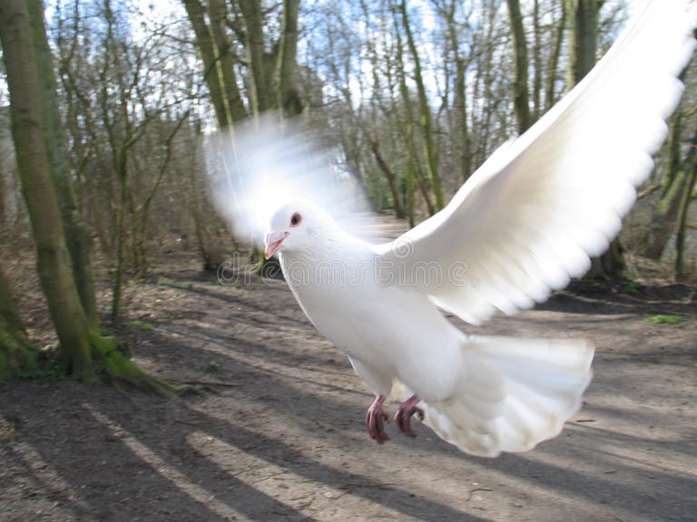 Flying pigeon stock image. Image of white, threes, urban - 914495