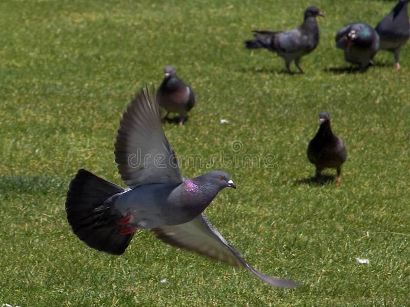 Flying Pigeon Picture. Image: 91777359