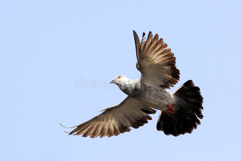 Flying pigeon stock photo. Image of outdoor, feather - 38773356