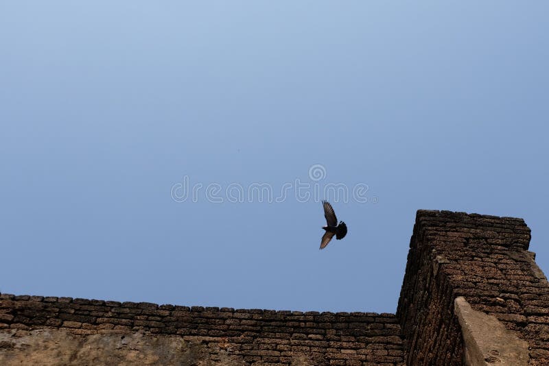 Bird on action stock image. Image of autumn, bird, quail - 201947911