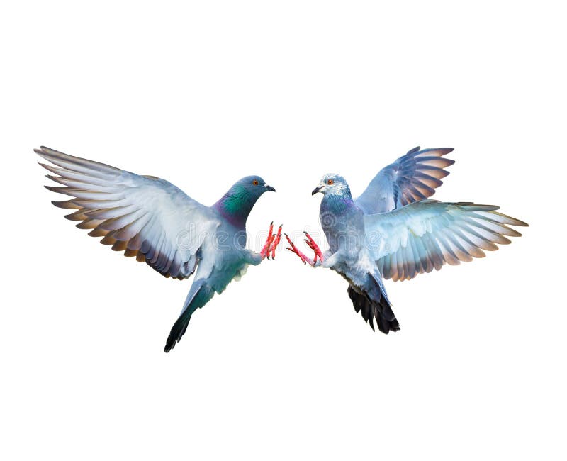 Flying Pigeon Bird in Action Isolated Stock Image - Image of flight ...