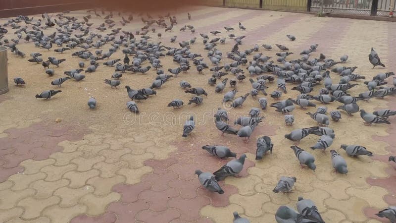Flying Pigeon Capture in Camera Stock Footage - Video of wildlife ...