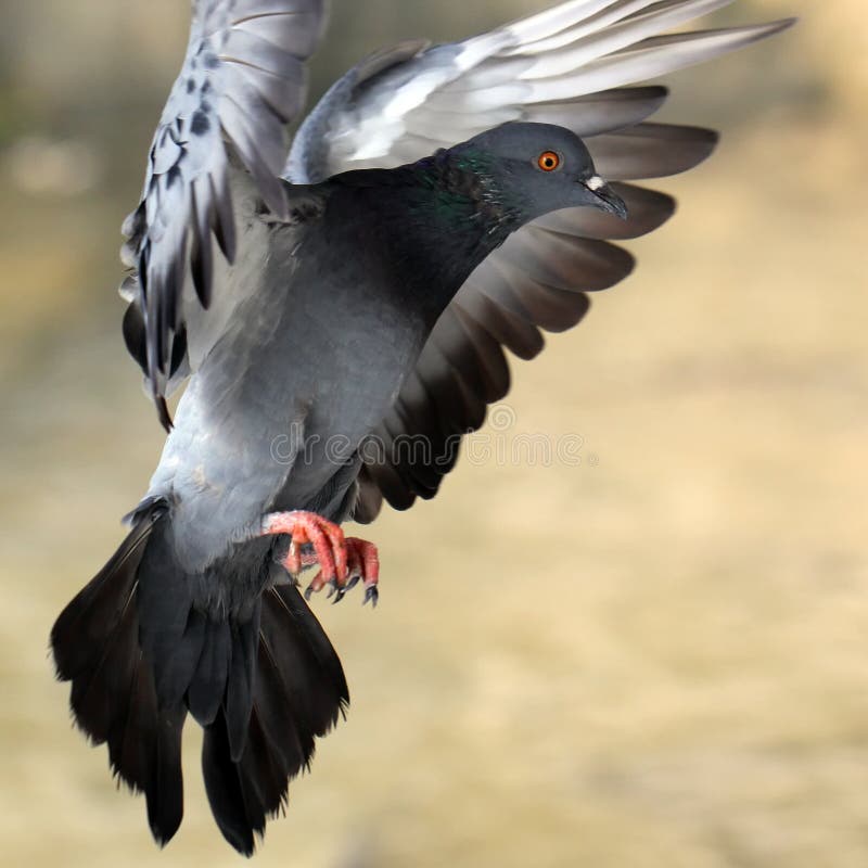 Flying pigeon stock photo. Image of pets, bird, beauty - 34942086