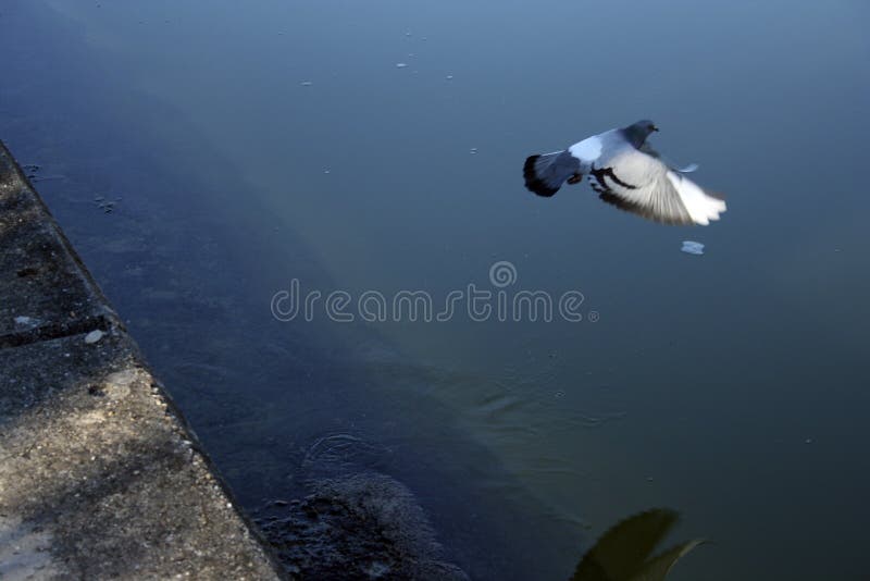 A Pigeon Running Away, Ready To Fly from the Railing Stock Photo ...