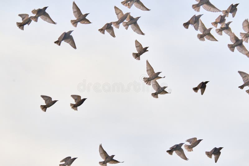 Flying Pigeons. Flock, Flight of Birds Stock Photo - Image of freedom ...