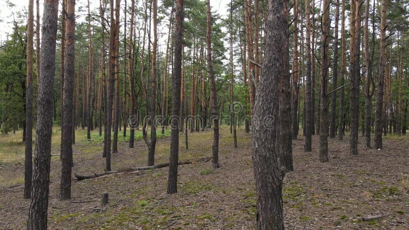 Flying between pine trees stock footage. Video of evergreen - 217408244
