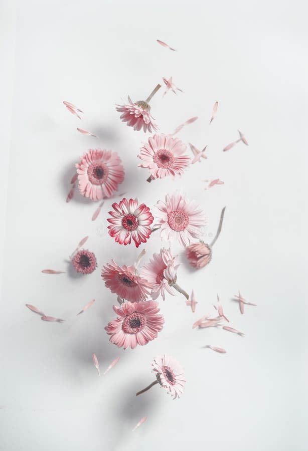 Flying Pink Daisy Flowers at White Wall Background with Shadows ...