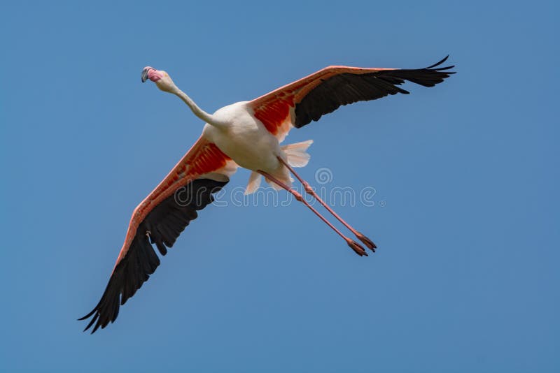 Flying Pink Flamingo Bird in Blue Sky Stock Image - Image of animal ...