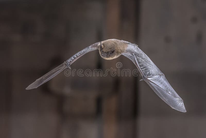 Flying Pipistrelle Bat in Darkness Stock Photo - Image of ears ...