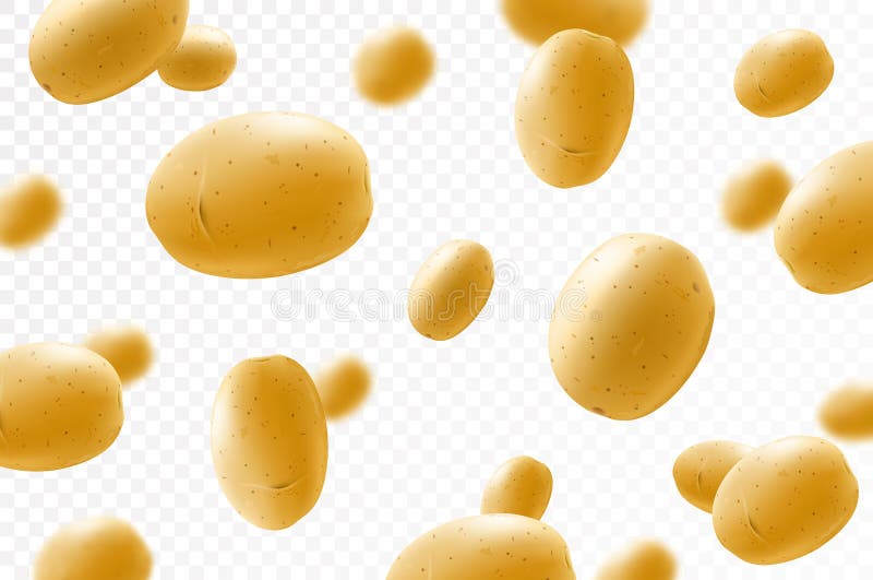 Flying Potato. Falling Potatoes Whole Isolated on Transparent ...