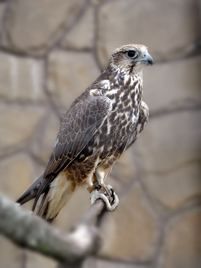 Flying predator stock photo. Image of predator, feathers - 66158794