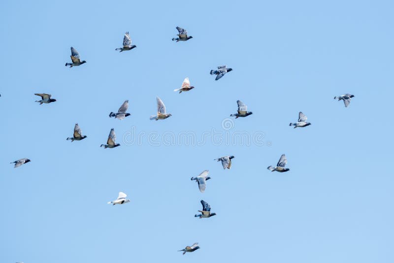 Flying Racing Pigeons and a Blue Sky Stock Image - Image of competition ...