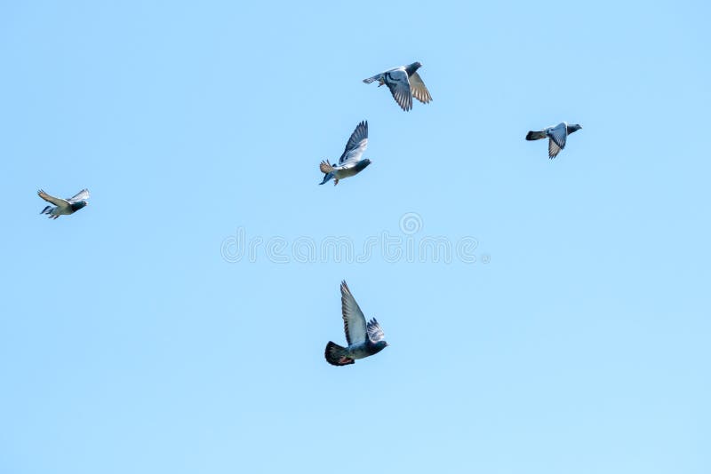 Flying Racing Pigeons and a Blue Sky Stock Image - Image of birds, gray ...