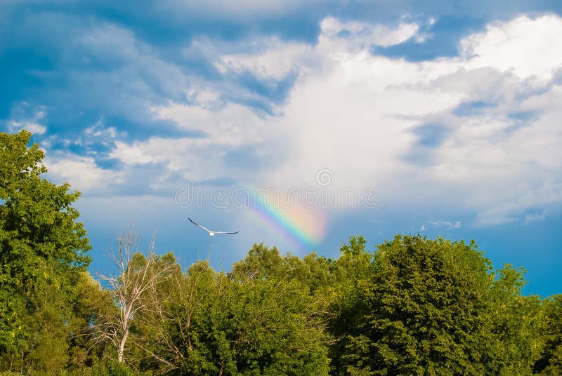 Flying Rainbow stock image. Image of nature, birds, explore - 77574201