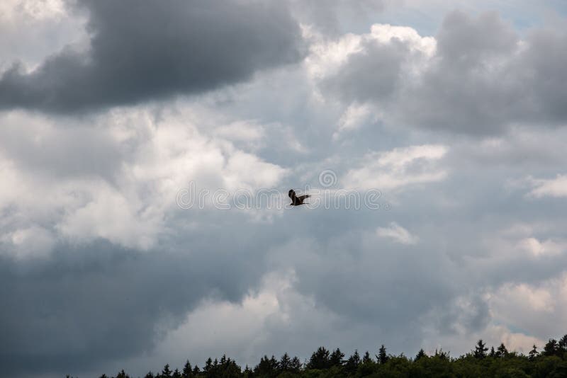 Flying Raptor in the Cloudy Sky Above the Forest Stock Image - Image of ...