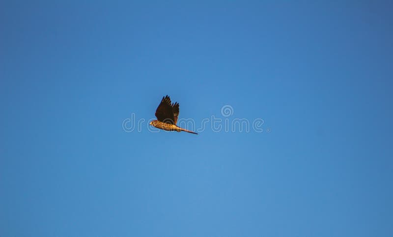 Flying Raptor Over the Cloudless Sky Stock Image - Image of prey ...