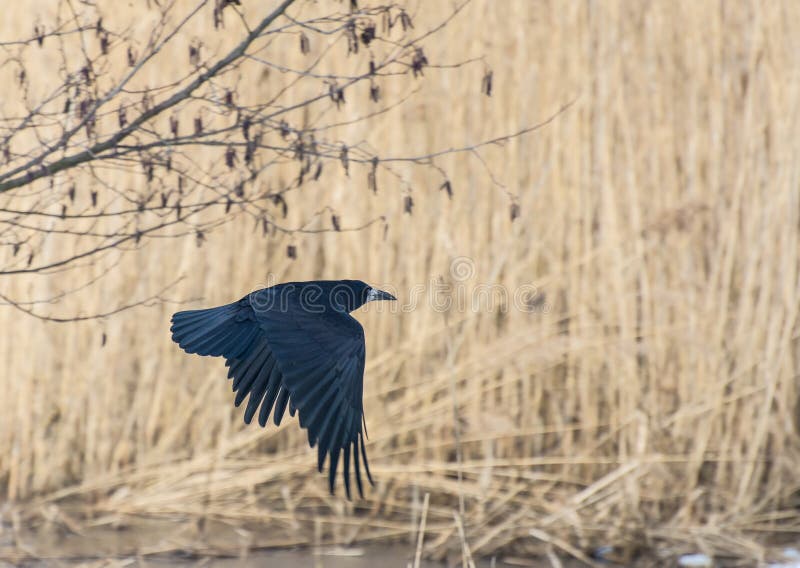 3,531 Flying Raven Photos - Free & Royalty-Free Stock Photos from ...