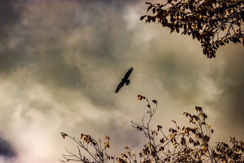 Flying Raven stock photo. Image of park, backlit, bird - 260851992