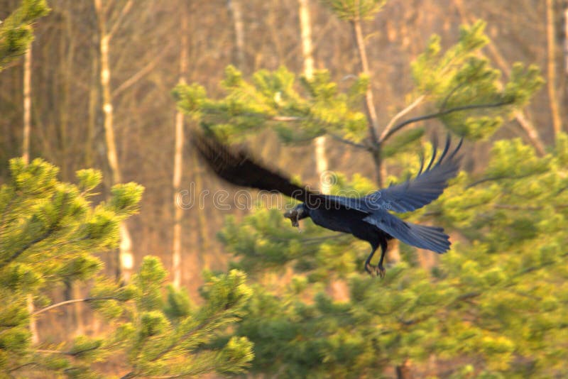 Flying Raven in the Pine Forest Stock Image - Image of tree, black ...