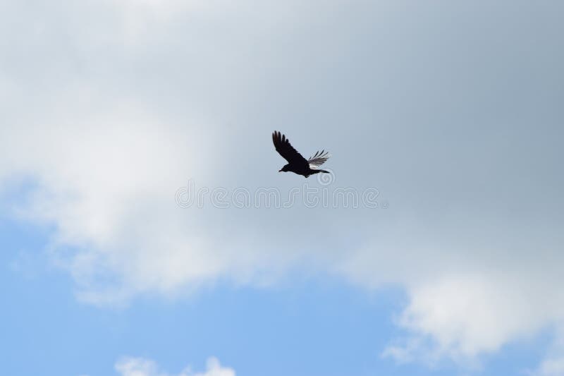 Flying raven in the sky stock image. Image of screenshot - 361020435