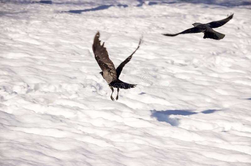 Flying Ravens stock photo. Image of clear, ravens, blue - 49826174