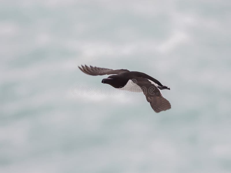 Flying razorbill stock image. Image of bird, delivery - 17157449