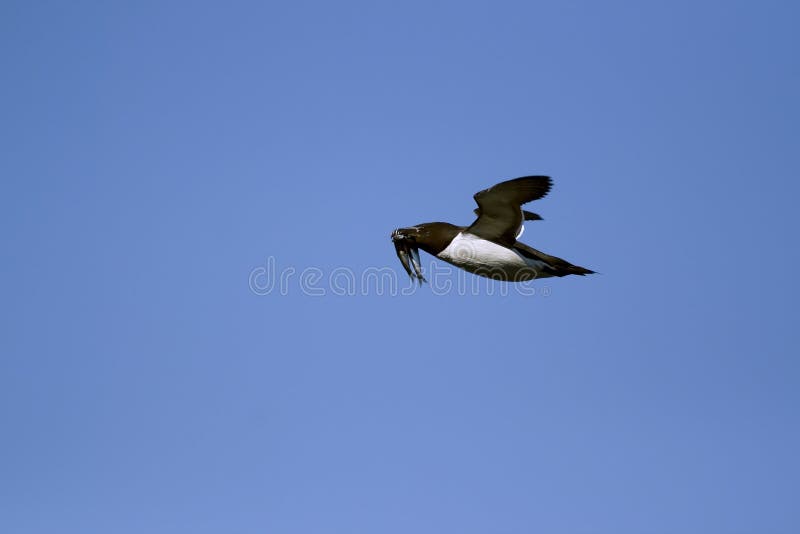 354 Flying Razorbill Stock Photos - Free & Royalty-Free Stock Photos ...
