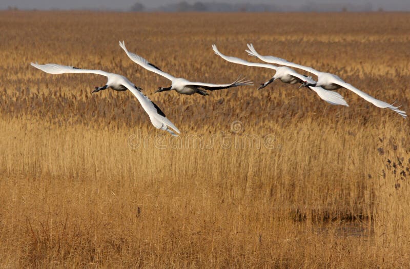 Flying the Red-crowned Crane Birds Stock Image - Image of wetlands ...
