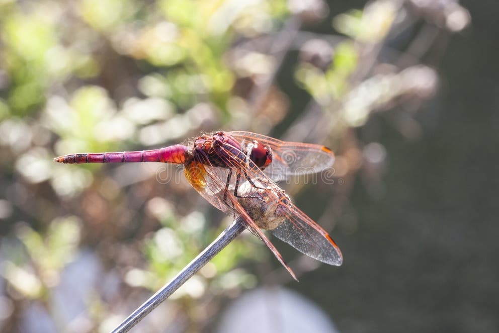 A flying red dragonfly stock photo. Image of macro, flying - 190872250
