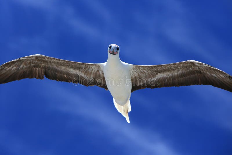 Flying Red-Footed Booby Bird Stock Image - Image of nature, stamp: 81300213