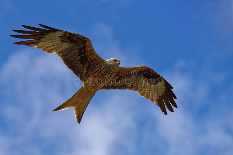 Flying Red Kite (Milvus Milvus) in Cloudy Blue Sky Stock Photo - Image ...