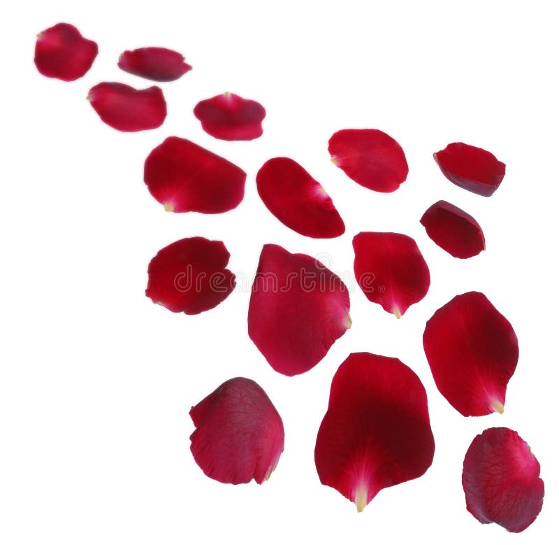Flying Red Rose Petals on White Background Stock Image - Image of ...